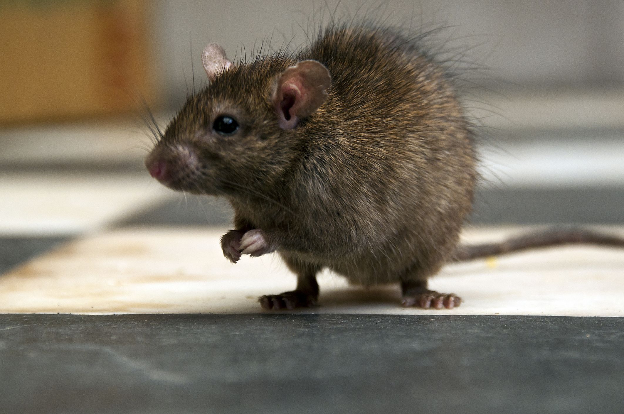 Viral rat: Dublin service station closed down after video