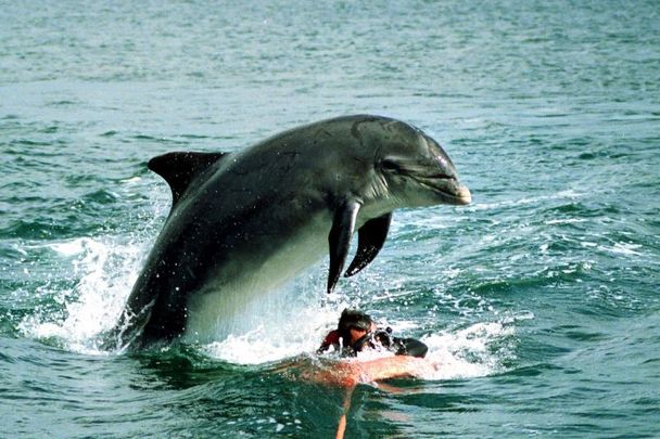 Irish men record tribute song for Fungie the Dolphin