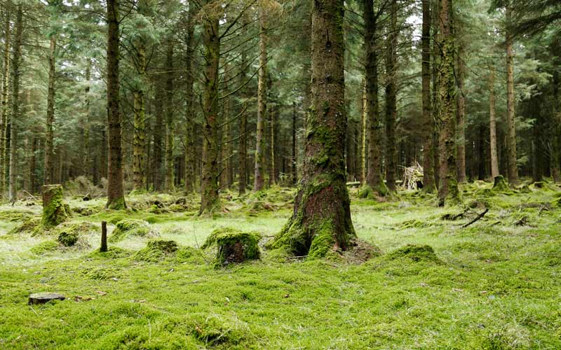 Millions of Irish trees destroyed because of mismanagement