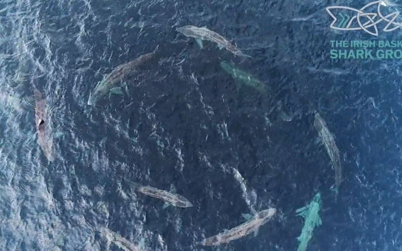 WATCH: Spectacular footage captures basking sharks off Clare
