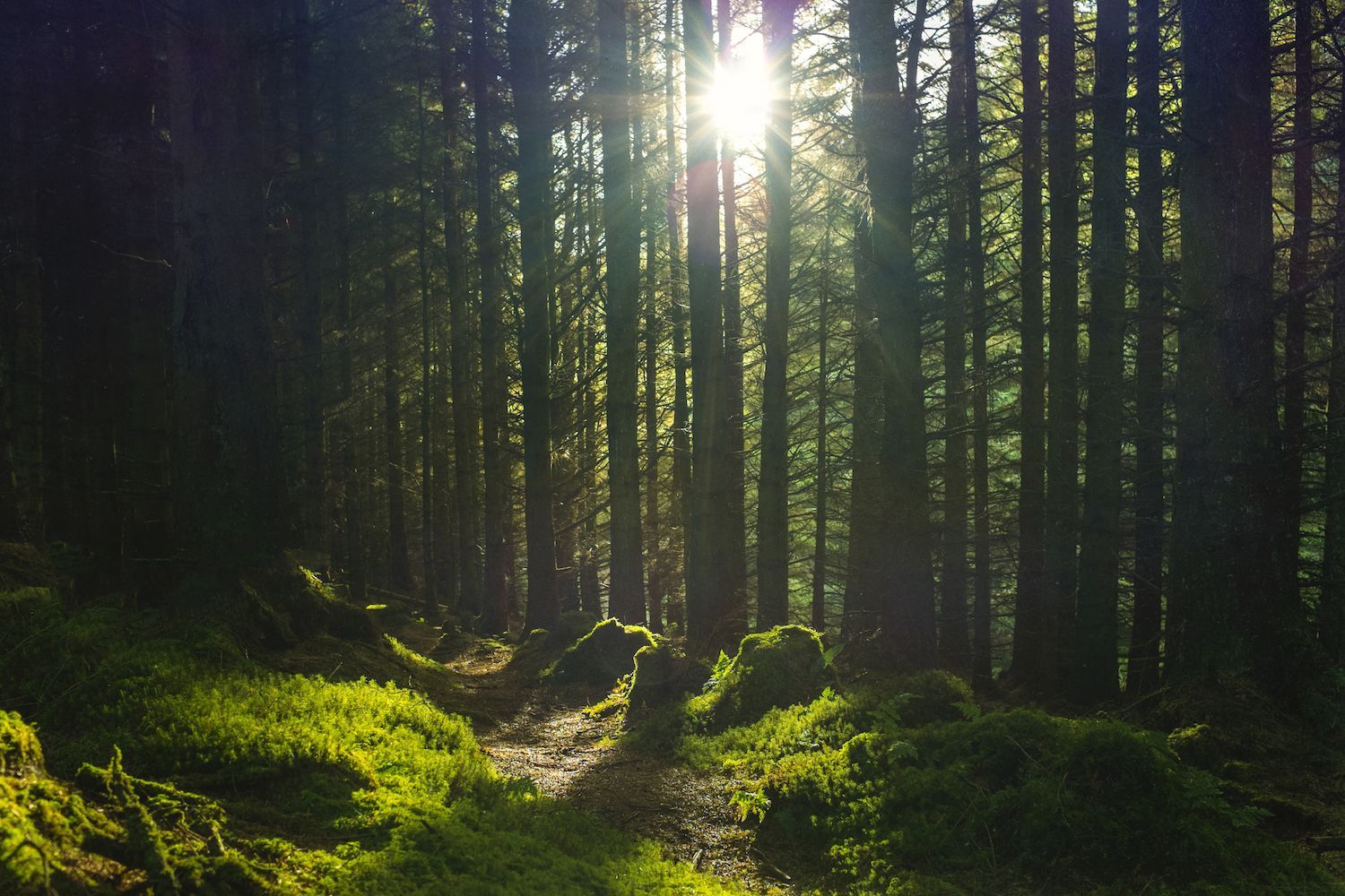 The Tipperary farmer behind Irish Heritage Tree's first forest