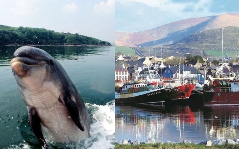The first "Fungie Day" a huge success in Dingle, Co Kerry