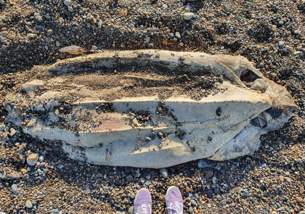 Endangered turtle discovered on County Waterford beach