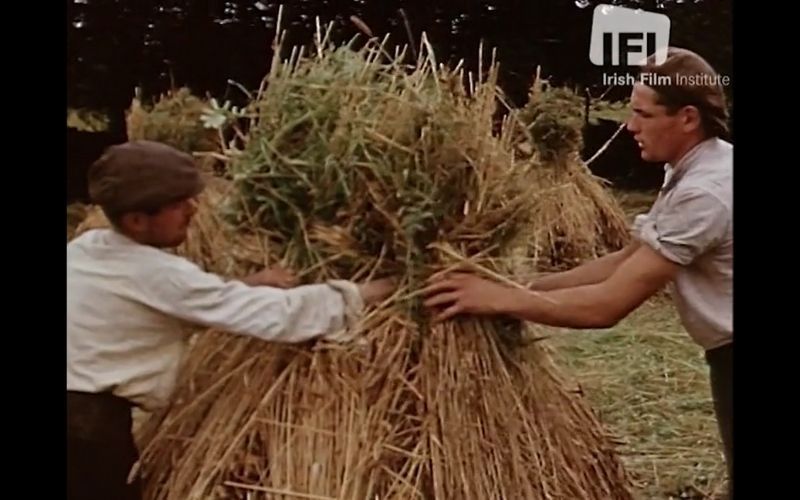 Harvest in Ireland: Fantastic color footage from 75 years ago