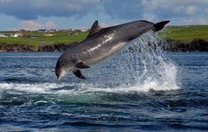 Fungie the Dolphin | IrishCentral.com