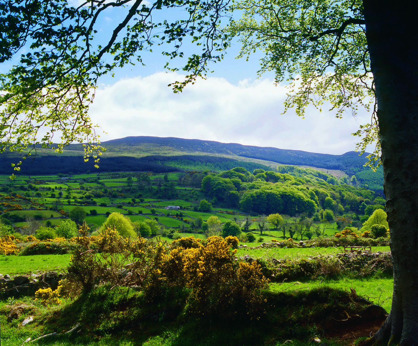 Rebel Redmond O’Hanlon - Ireland's greatest outlaw