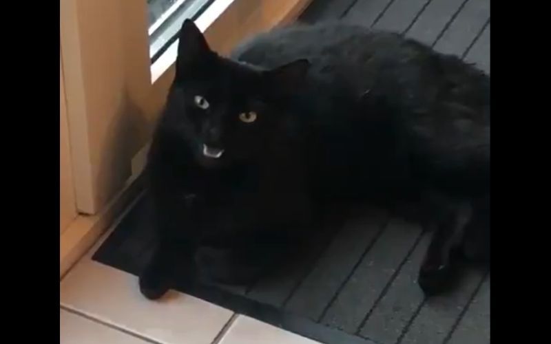 Irish cats go viral for their strong Irish accents