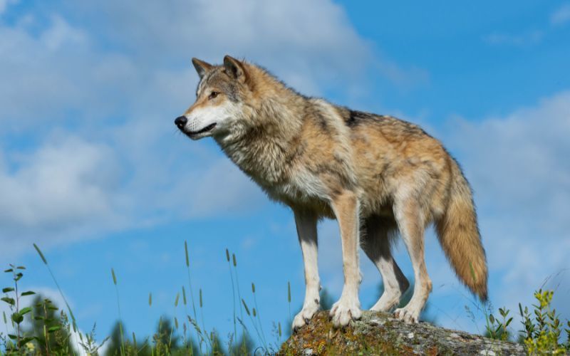 Killian McLaughlin: Wolves will make driving safer in Ireland