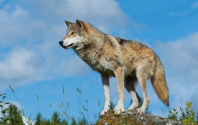Killian McLaughlin: Wolves will make driving safer in Ireland