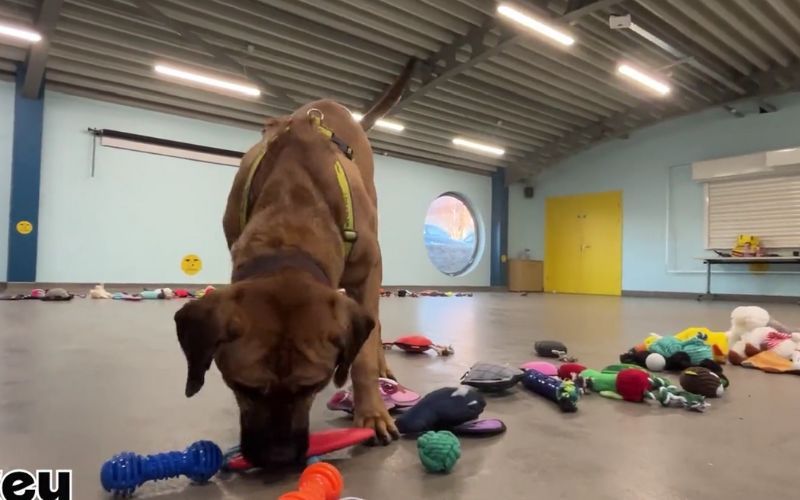 WATCH: Video of dogs selecting Christmas toys