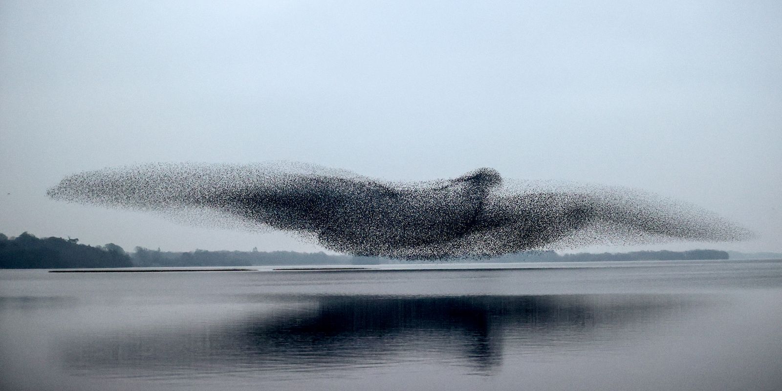 James Crombie murmuration photographer wins Press Awards