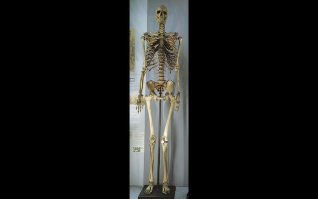 Giant Human Skeleton Museum