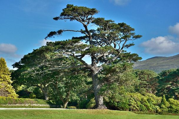 Exploring the historic and cultural significance of Ireland's native trees