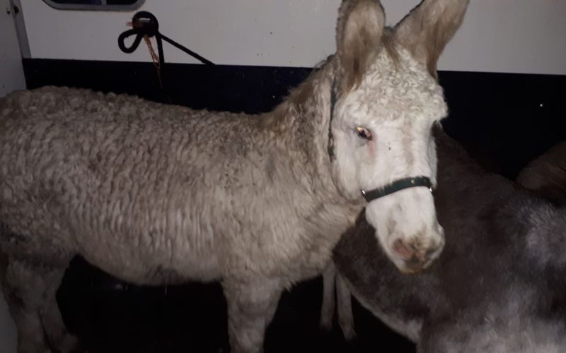Seven donkeys seized in Offaly after viral footage shows donkey being ...
