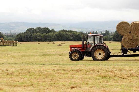 Irish farmers break record in applying to become organic