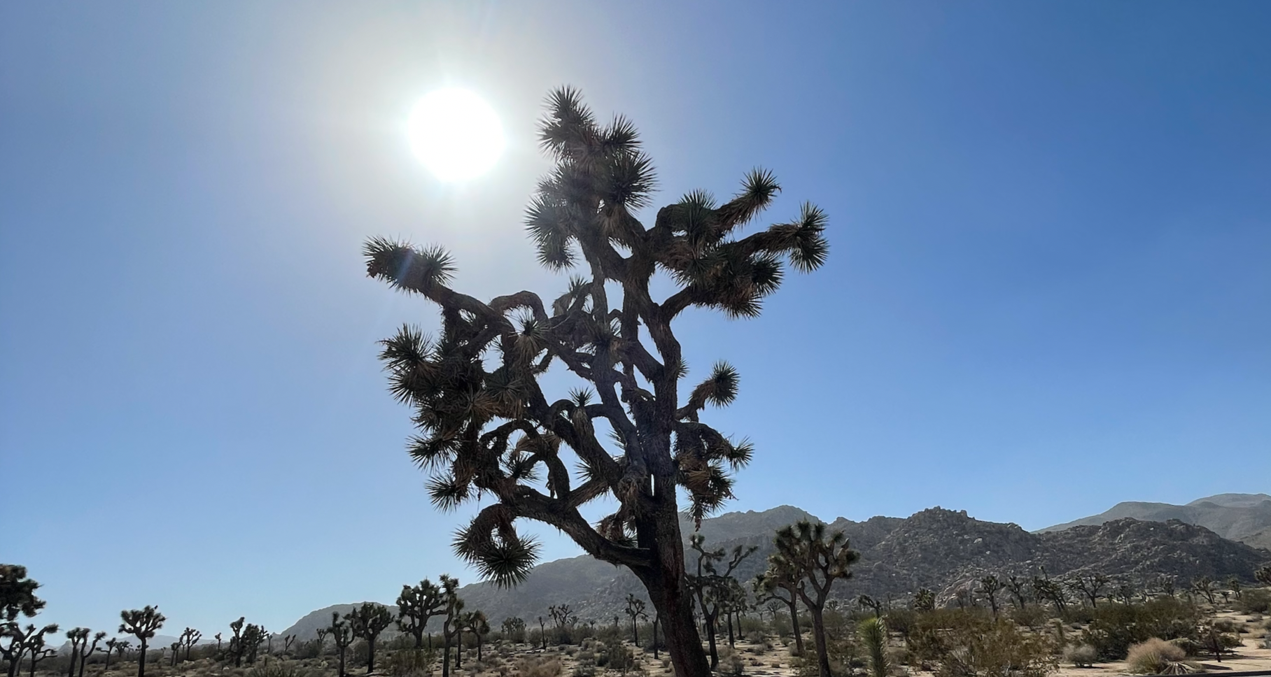 Falling for The Joshua Tree, how a visit Palm Springs changed my life