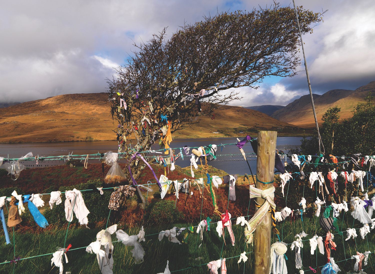 The myth and stories surrounding Ireland's fairy trees