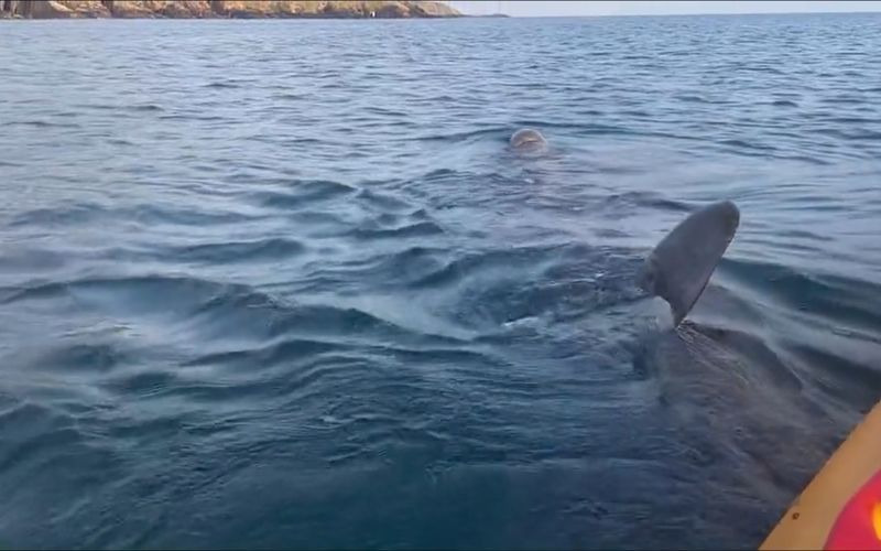 WATCH: Kayaker bumped by "curious" basking shark in west Cork