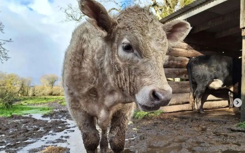 Irish sanctuary in danger of sinking, seeks help relocating animals
