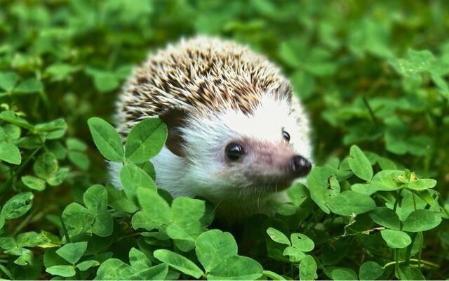 Great Big All-Ireland Hedgehog Count: How you can help a declining species