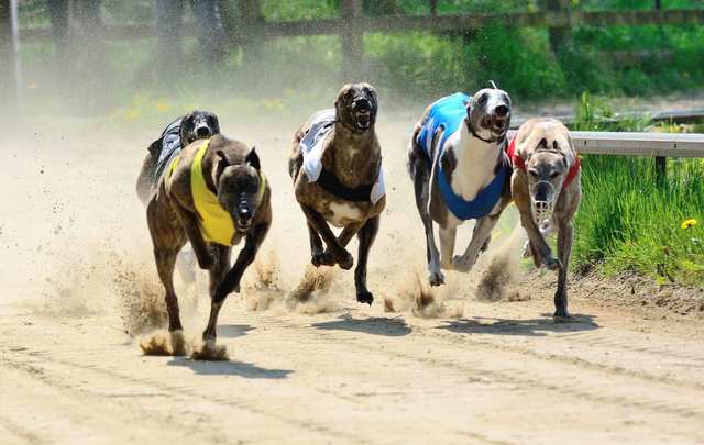 Champion Irish greyhound tests positive for cocaine | IrishCentral.com