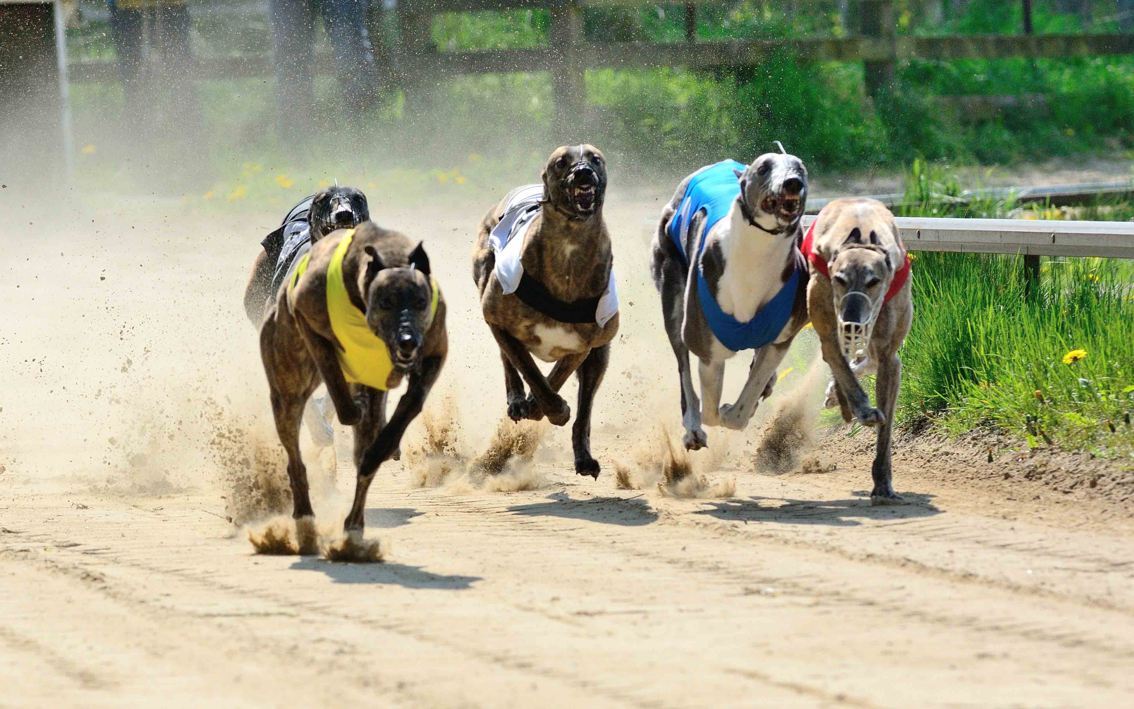 Champion Irish greyhound tests positive for cocaine | IrishCentral.com