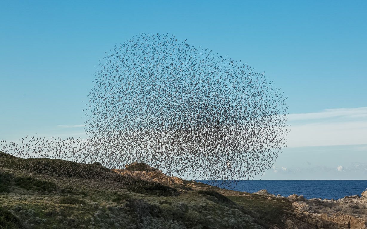 Starling murmuration video in Ireland