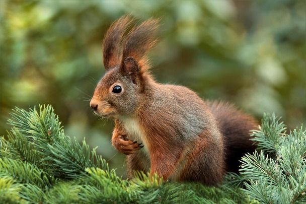 Irish red squirrel, once almost extinct, makes a comeback ...