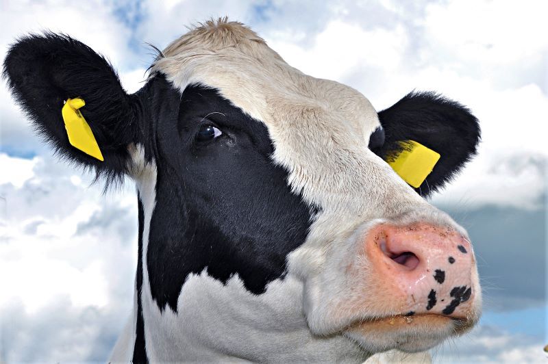 Tudder lets farmers 'swipe right' on cattle matches | IrishCentral.com