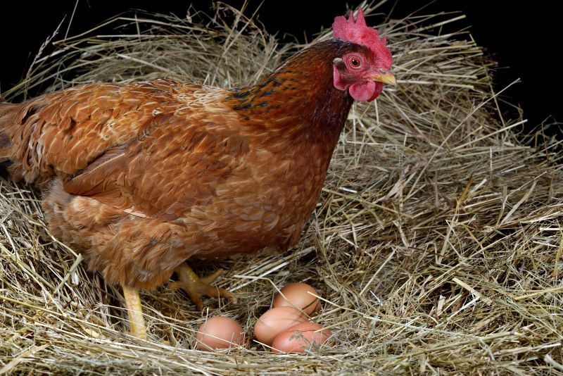 Amazing Irish hen delivers 20 chicks on her first attempt ...