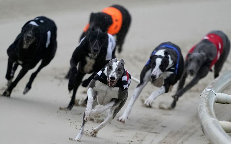 6,000 greyhounds killed in Ireland each year