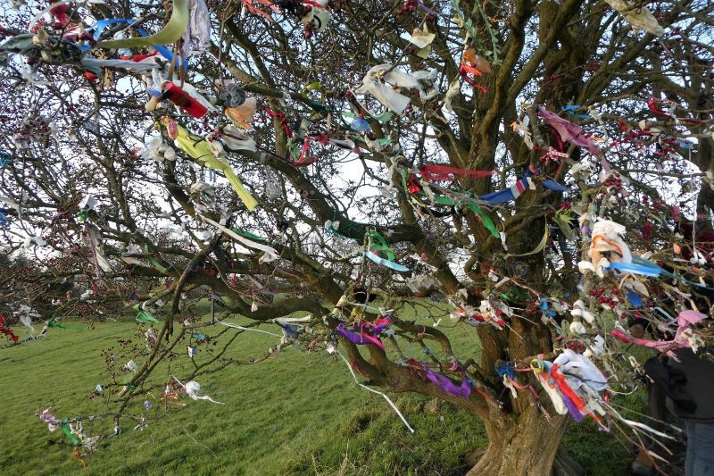 Wishing Tree at the Hill of Tara toppled from weight of relics