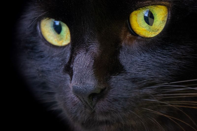 How Irish folklore inspired black cat superstition