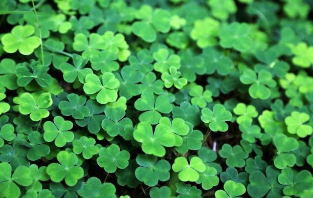 The real meaning behind the St. Patrick's Day shamrock