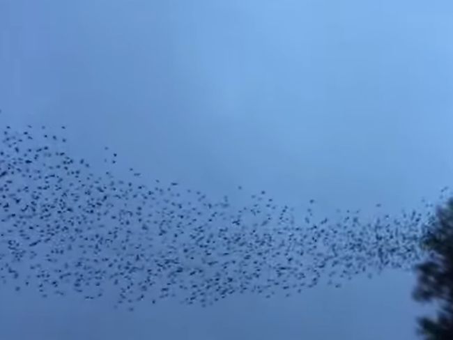 Irish dancer captures magic of birds in murmuration