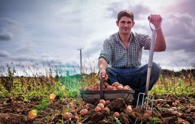 All the Irish potato recipes you could ever need