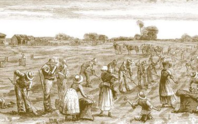 How scientists solved the mystery of the Irish Famine | IrishCentral.com