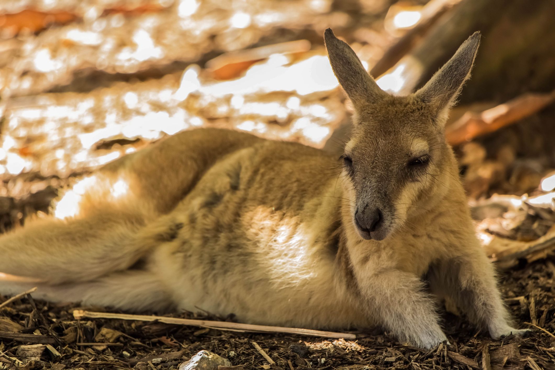 Wild wallabies wander this deserted Lambay Island in Dublin