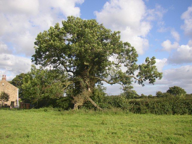 Irish Heritage Tree planting native trees in Ireland