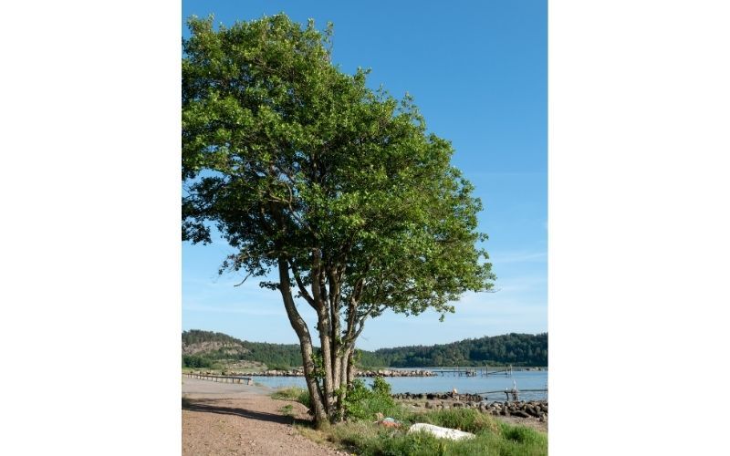 Irish Heritage Tree planting native trees in Ireland