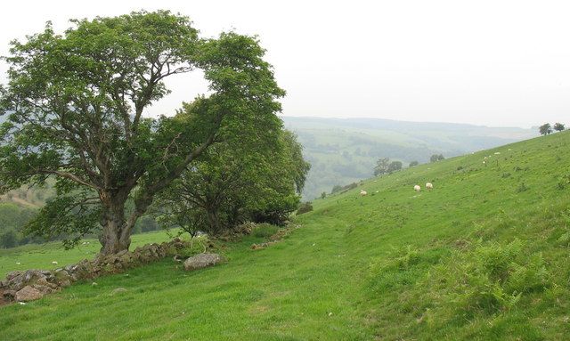 Irish Heritage Tree planting native trees in Ireland
