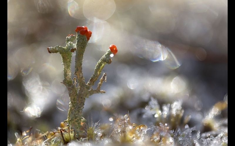 Tina Claffey - from Botswana to the Bog