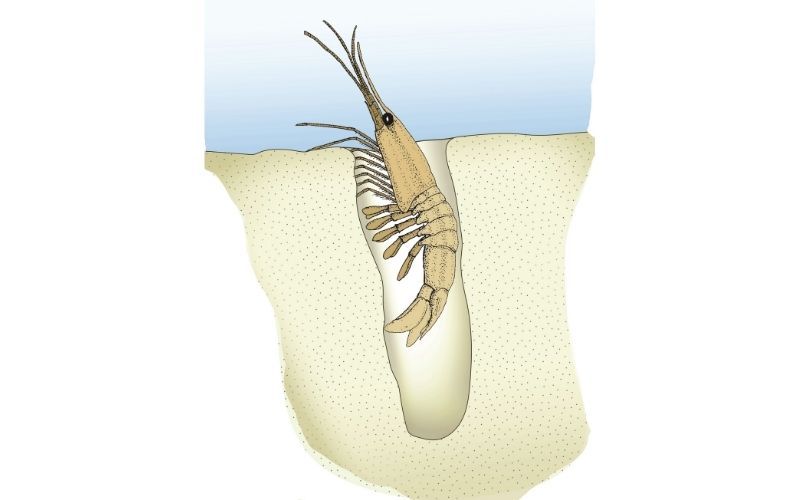 330-million-year-old burrows discovered in Clare