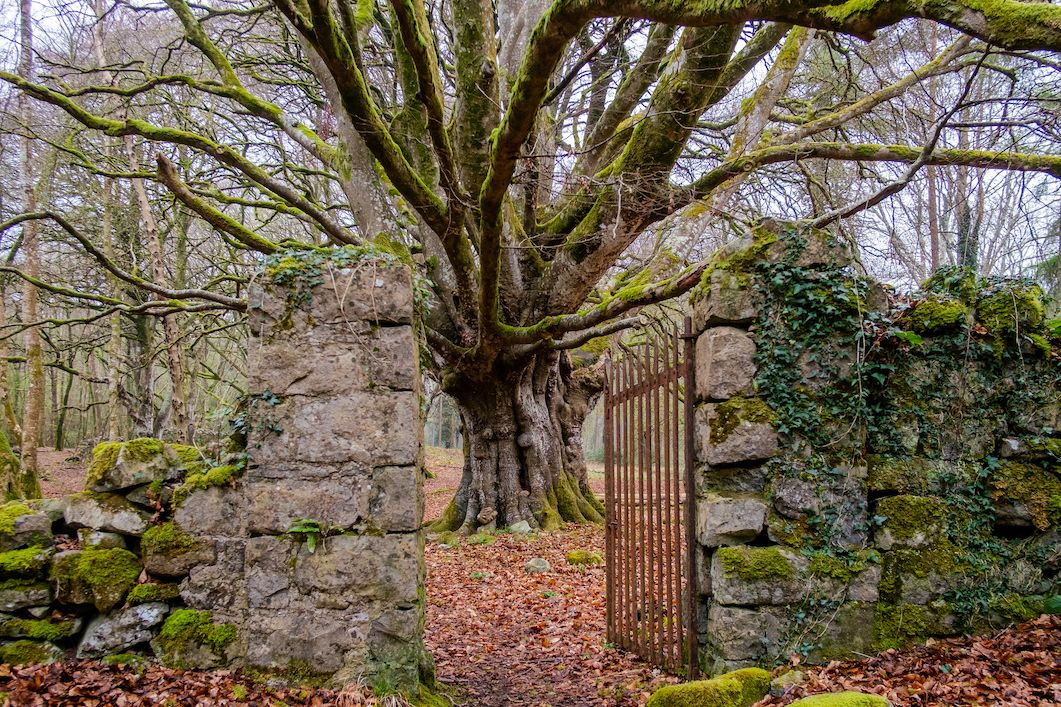 Ireland's top woodland walks, perfect for an autumnal stroll