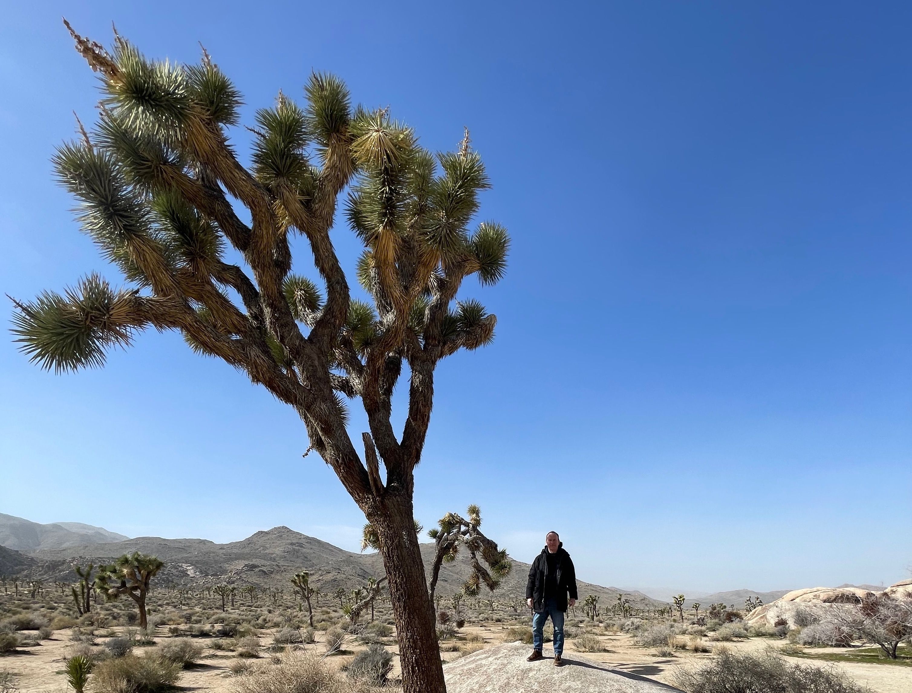 Falling for The Joshua Tree, how a visit Palm Springs changed my life