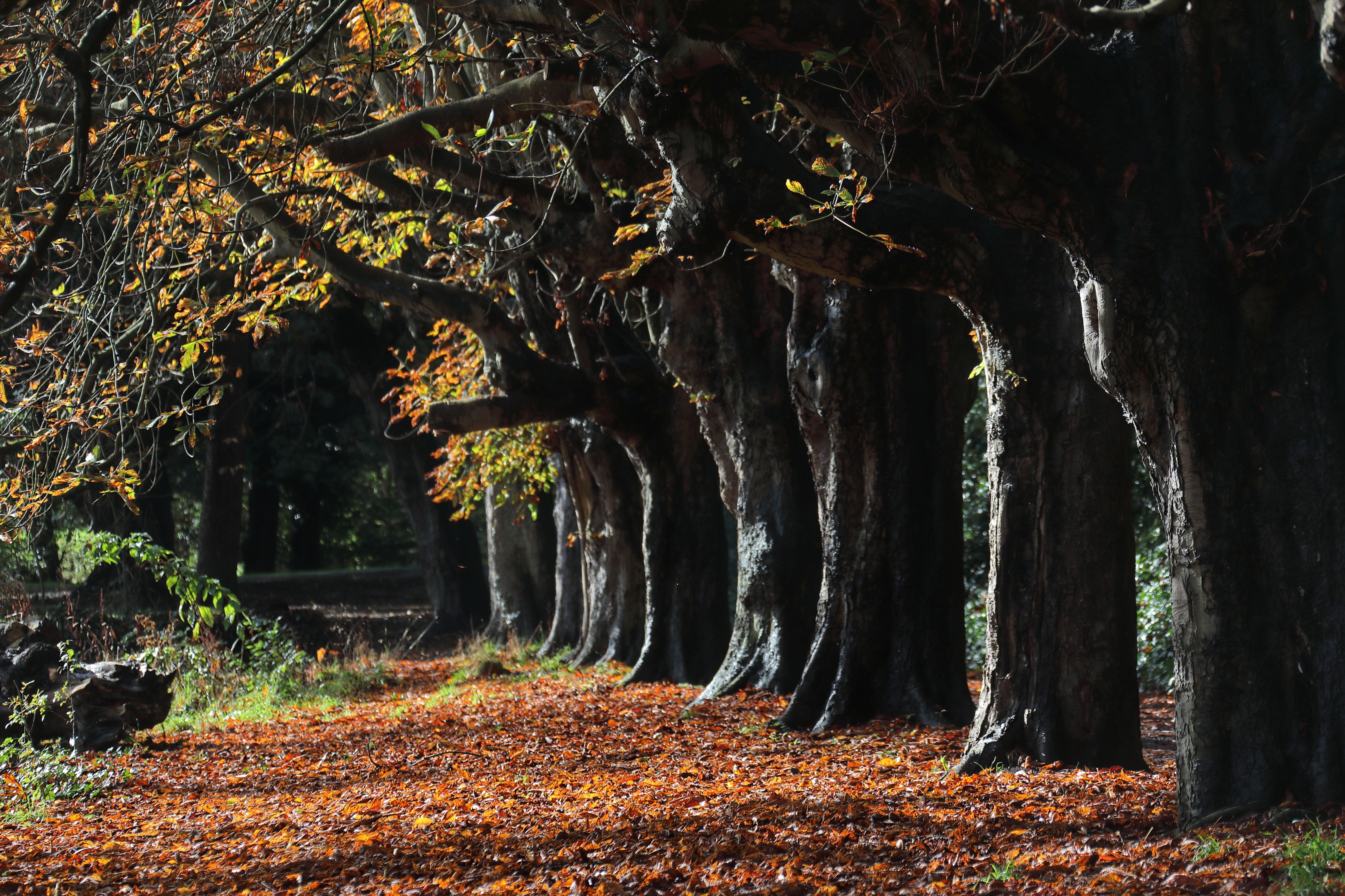 Fall in Ireland: Where to visit the colors of autumn