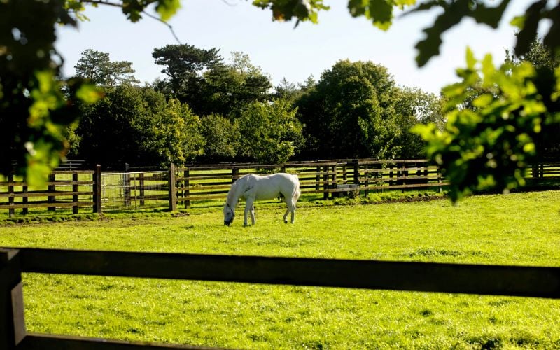Irish National Stud Farm, Co. Kildare