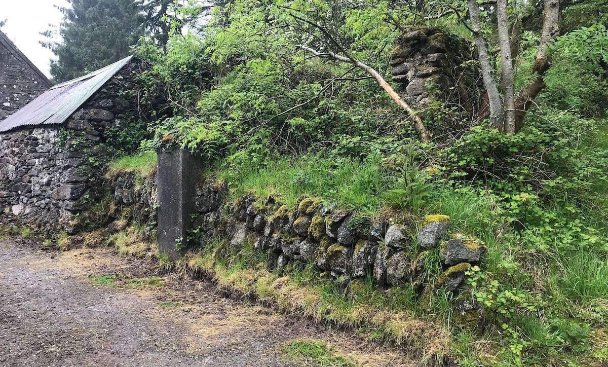 Finding your Irish ancestors