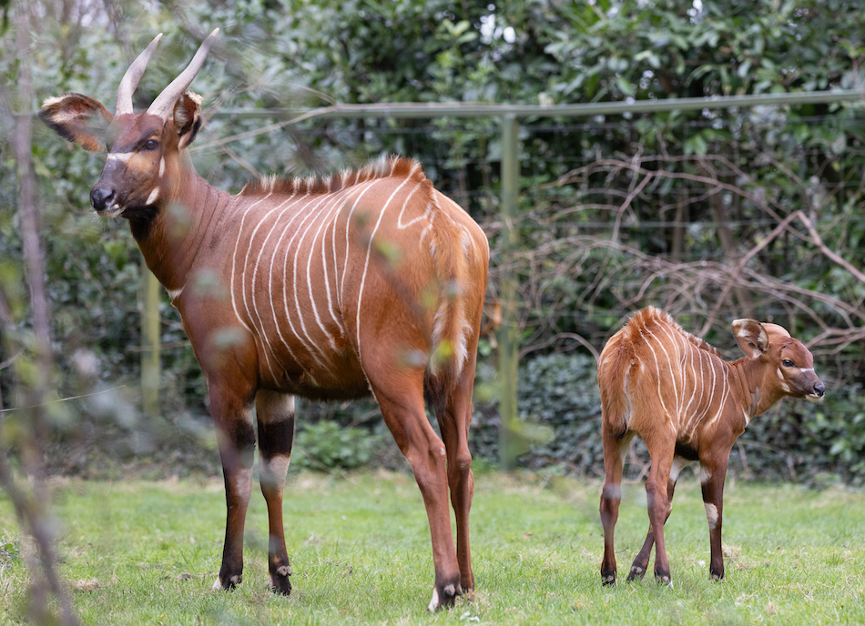 Dublin Zoo reveals birth of 'critically endangered' bongo calf