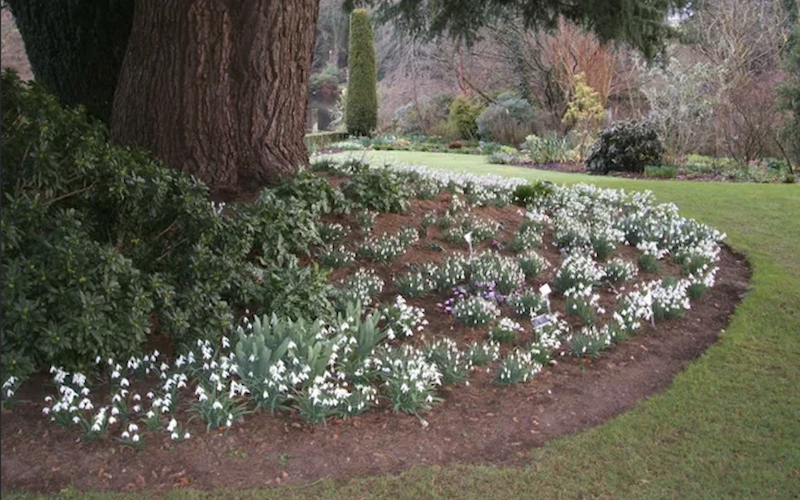 Experience the beauty of Snowdrop Month at Altamont Gardens